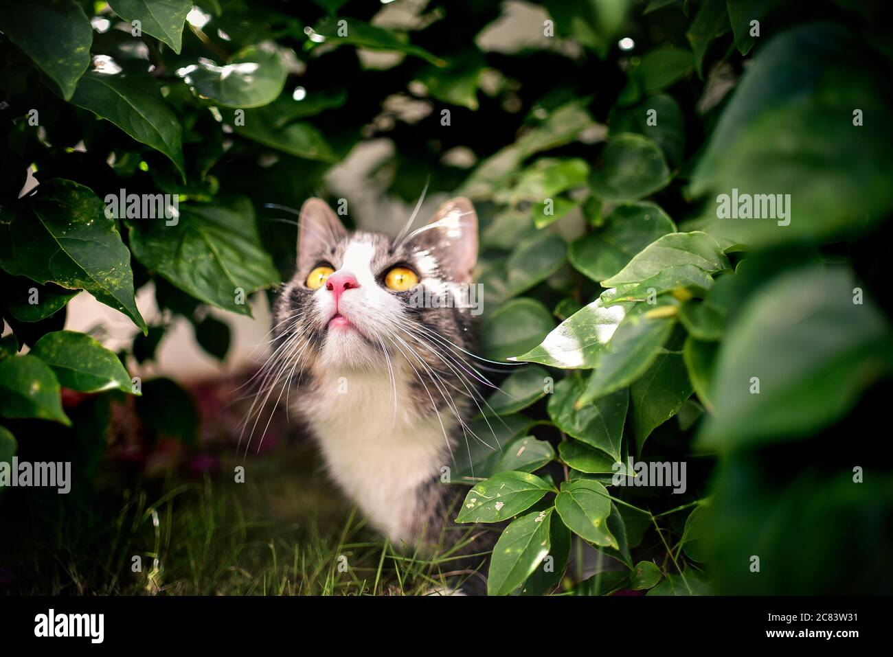 Cat is watching up in hunting mode in green leaves Stock Photo - Alamy