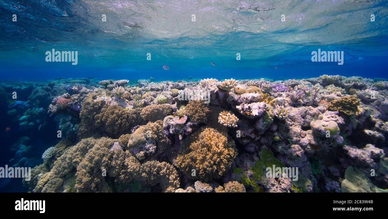 Beautiful scenery of coral barrier reef in the ocean Stock Photo - Alamy