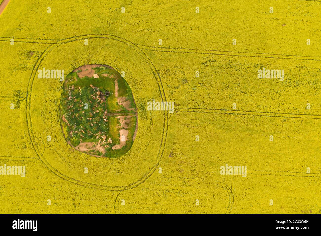 Aerial shot of a bright yellow canola crop farm in Australia Stock ...