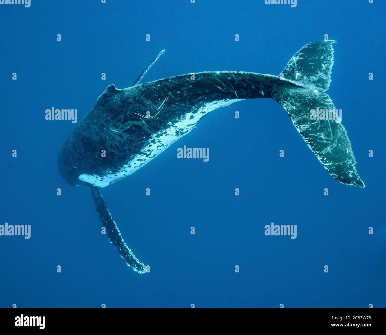 Whale beach ocean pool hi-res stock photography and images - Alamy
