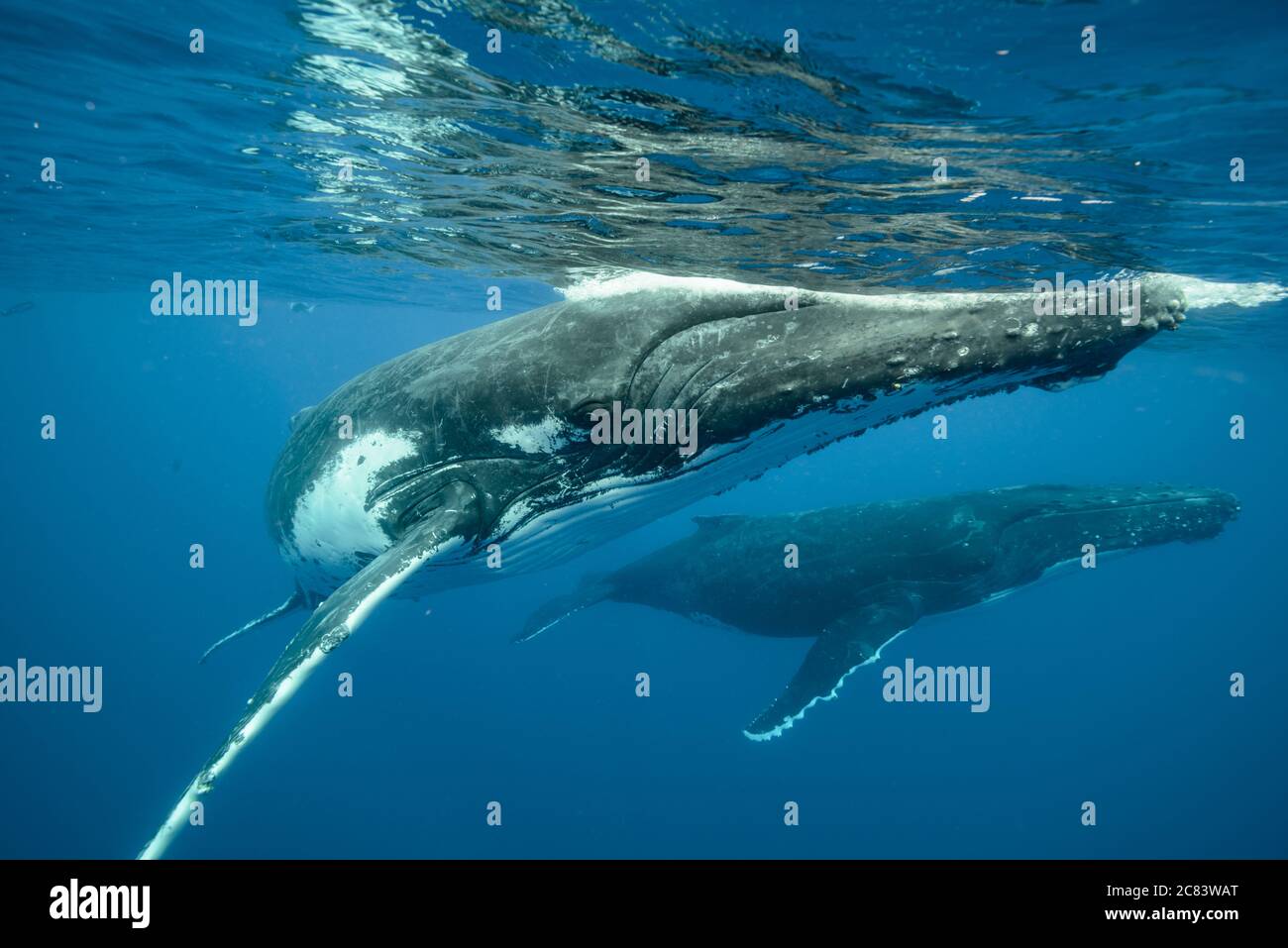 Blue whale eye close up hi-res stock photography and images - Alamy