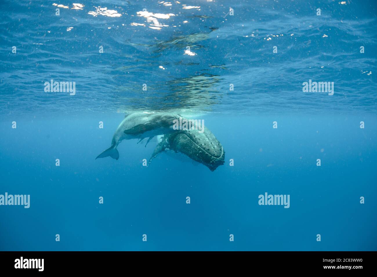 Underwater shot of two humpback whales swimming near the surface Stock ...