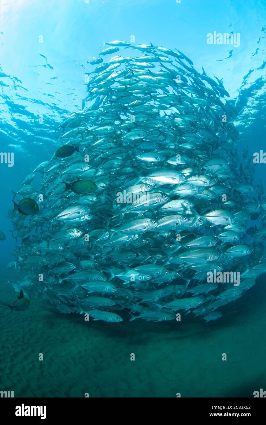 Beautiful vertical shot of a school of jack fish underwater Stock Photo ...
