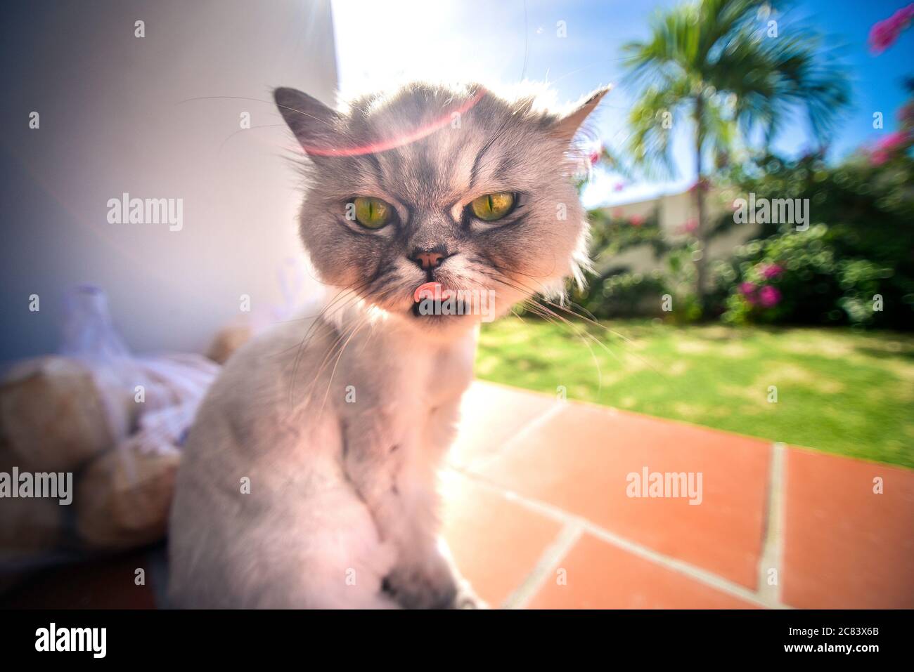 Close up view of funny smiling grey cute kitten with green eyes licking ...
