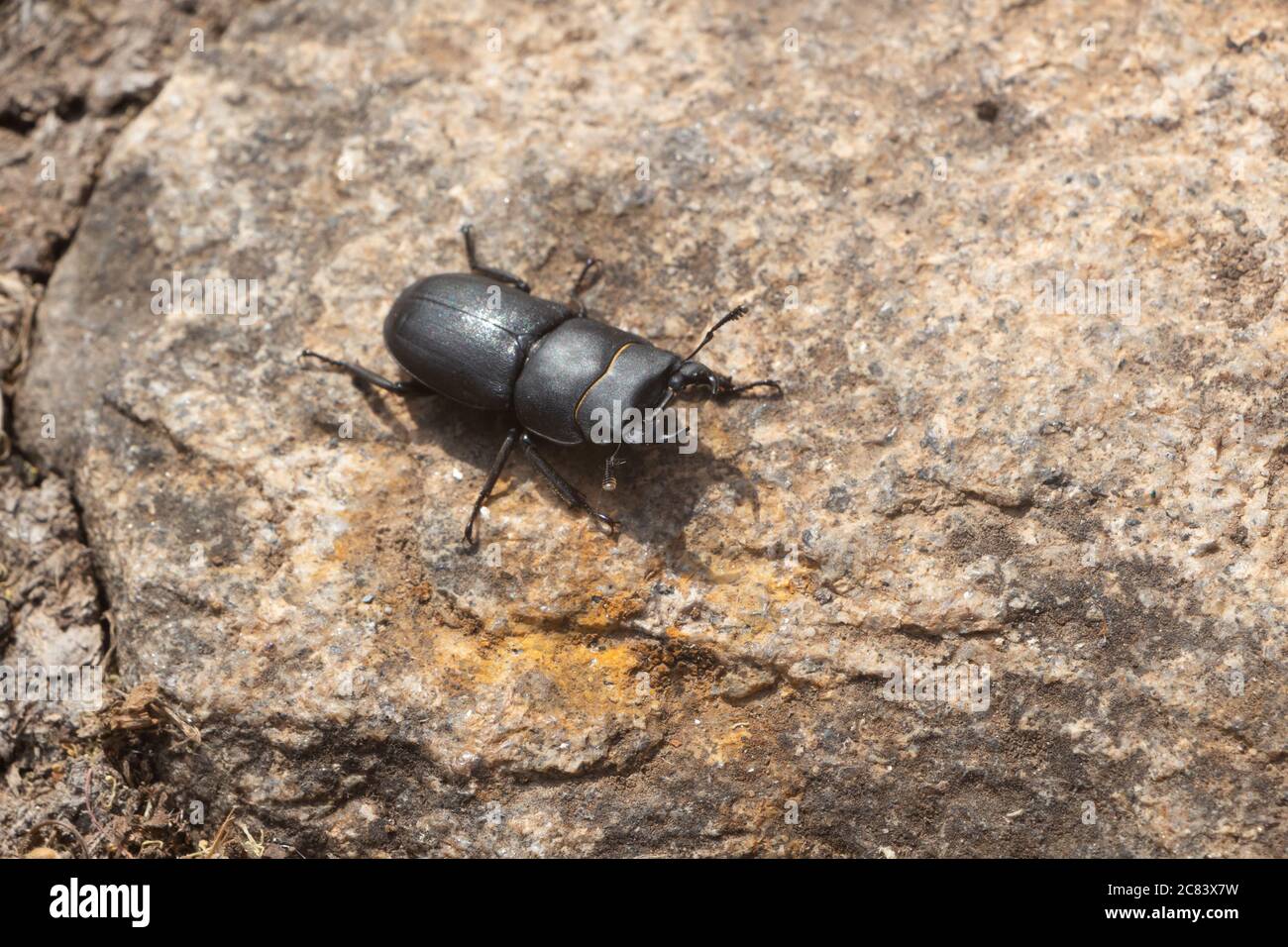Stag beetle walking on a stone in a garden Stock Photo - Alamy