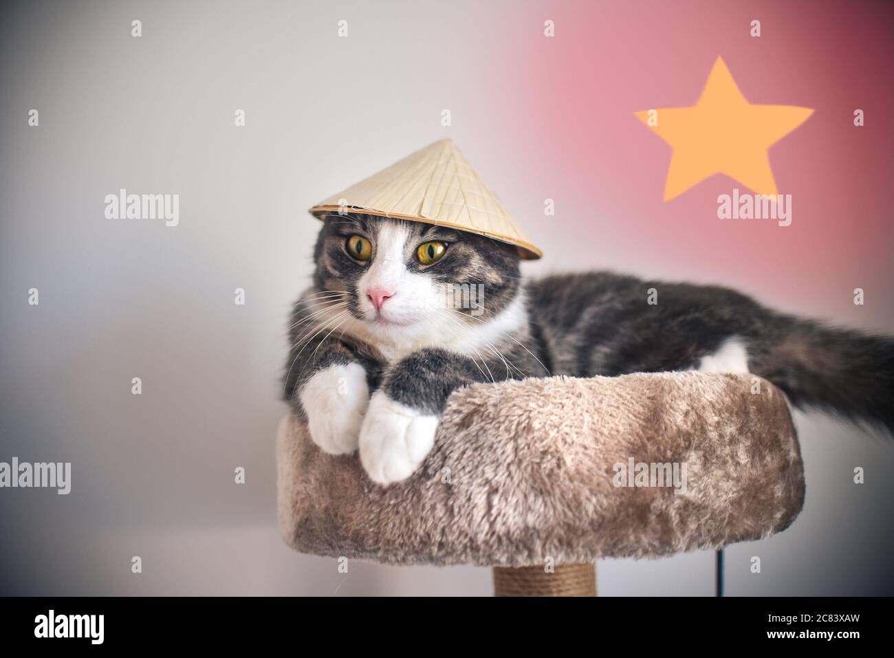 Funny striped kitten in small Vietnamese hat lying on the cat house ...