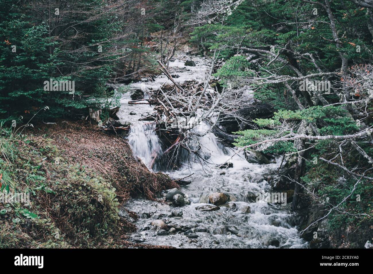 Small white water stream flowing through a green forest Stock Photo - Alamy