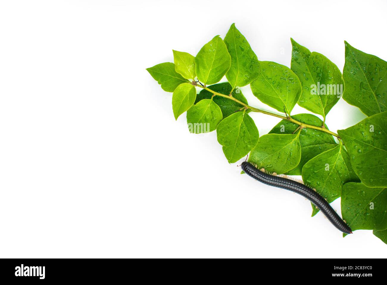 Julida Centipede High Resolution Stock Photography and Images - Alamy