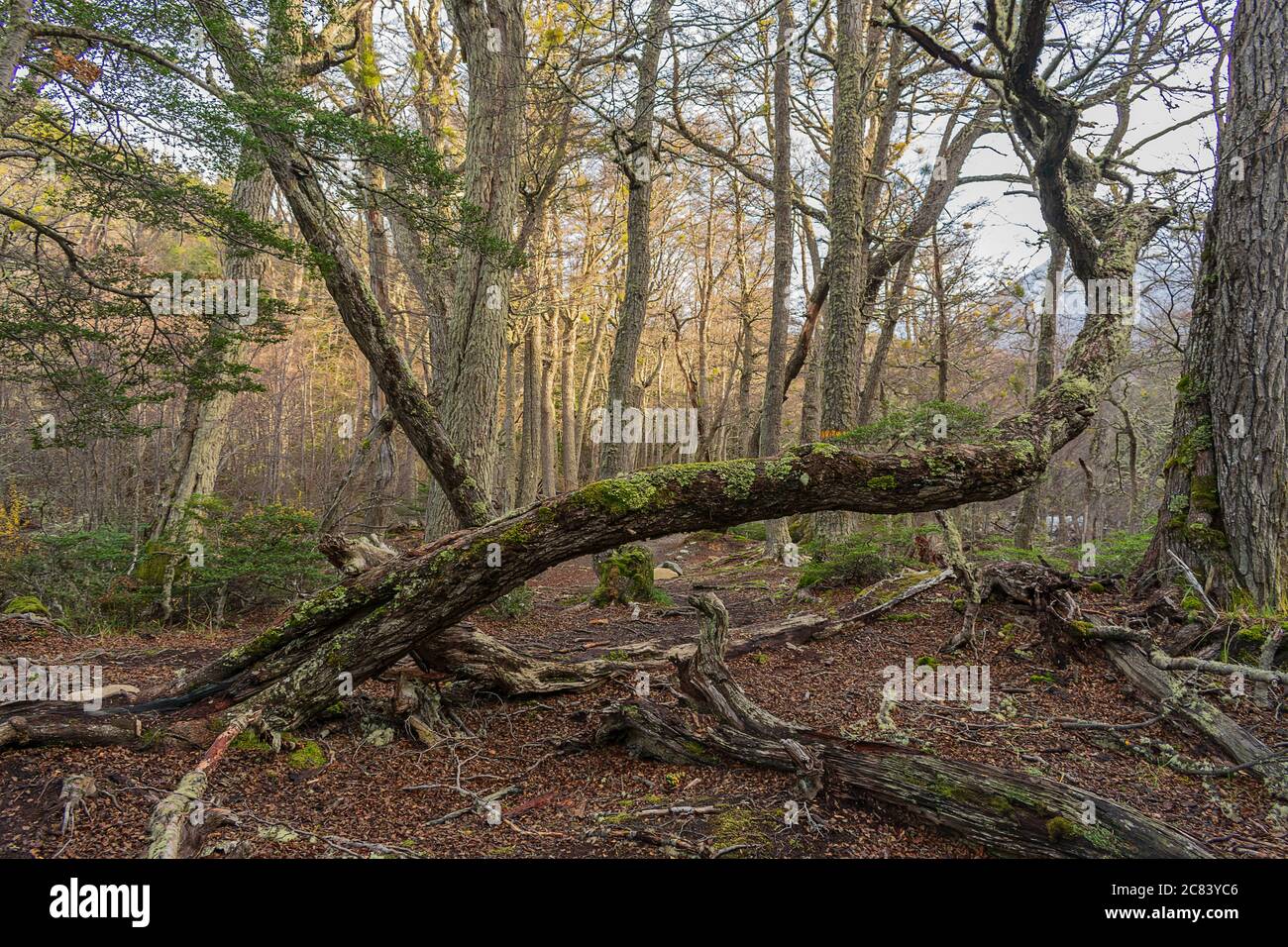 Long curvy tree trunk covered in moss growing in a forest Stock Photo ...