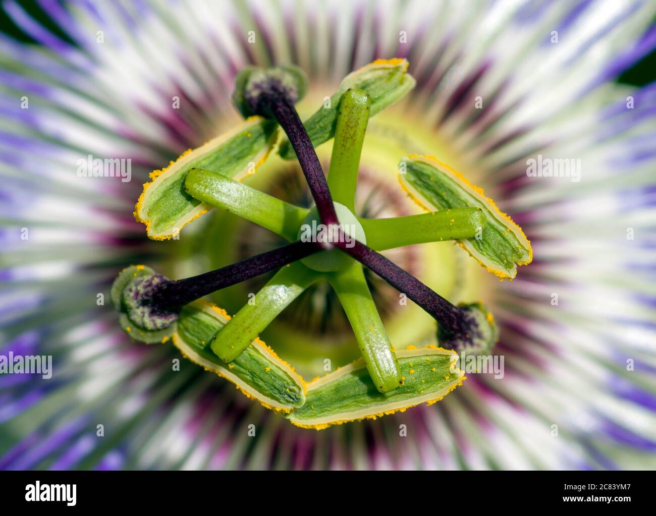 Passiflora caerulea blue passion flower Stock Photo - Alamy