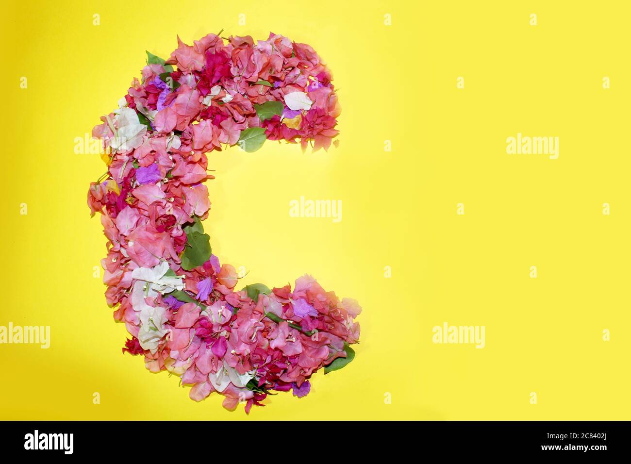 letter c flower alphabet, made from colorful bougainvillea flowers ...