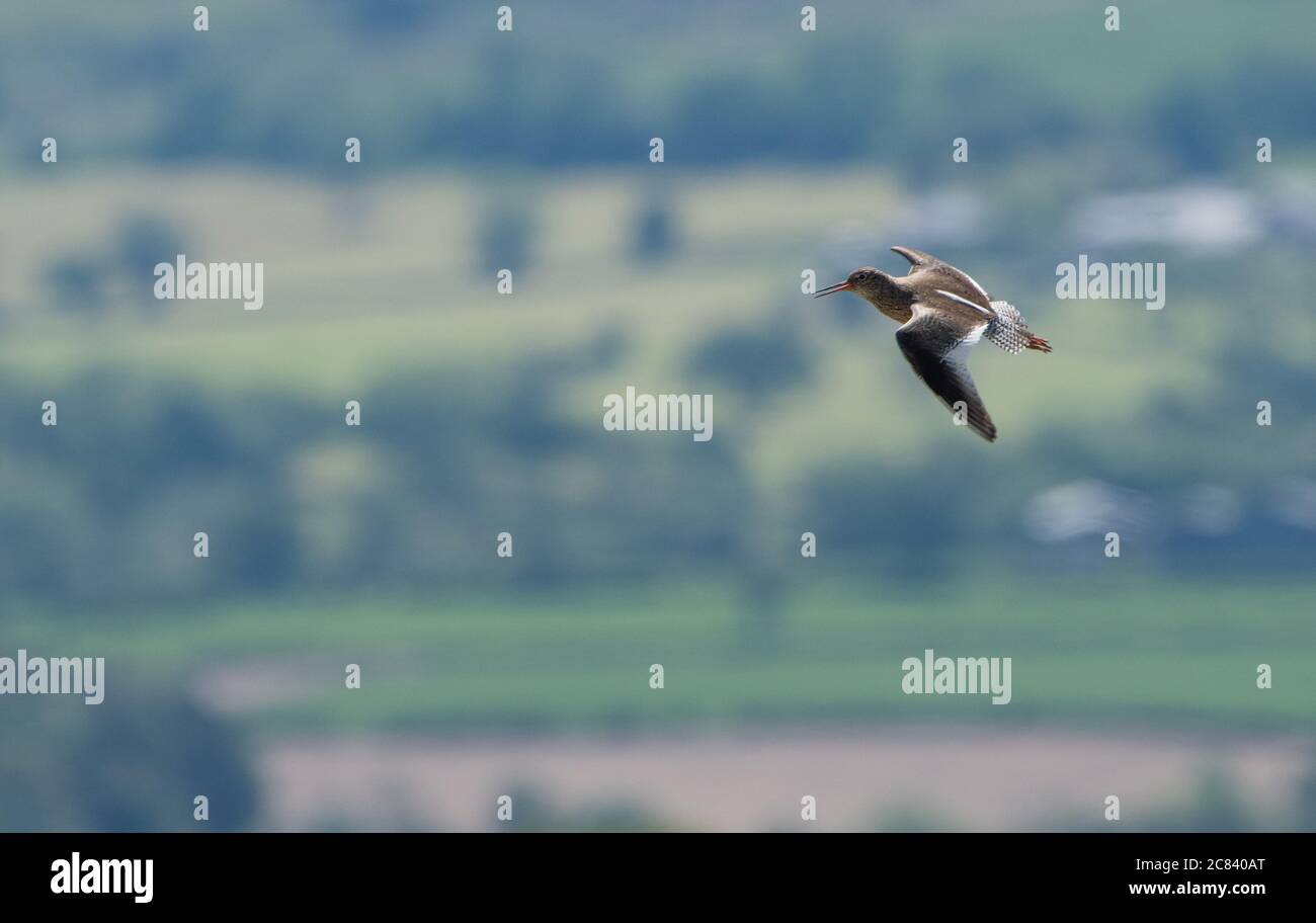 Most common uk birds hi-res stock photography and images - Alamy