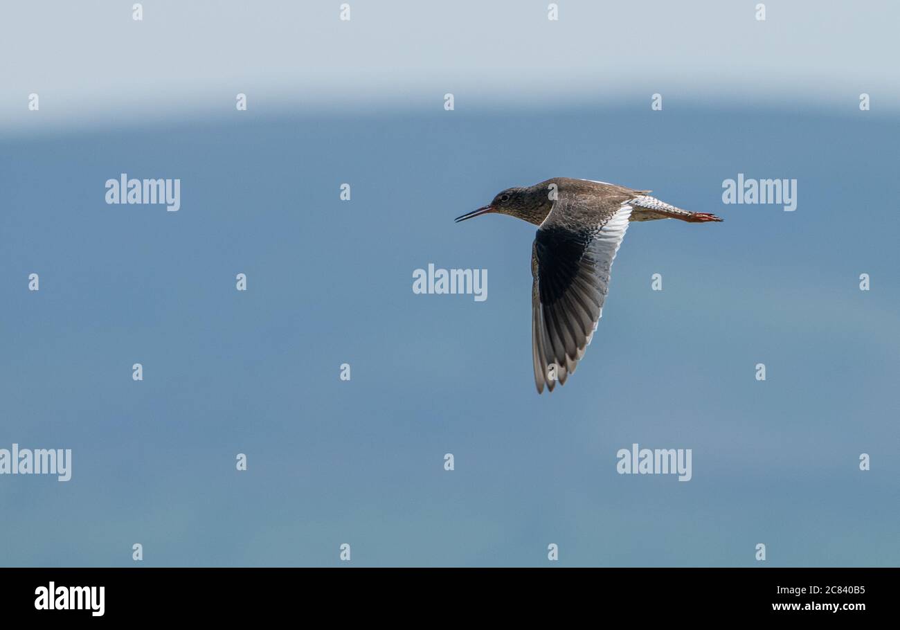 Flying redshank hi-res stock photography and images - Alamy