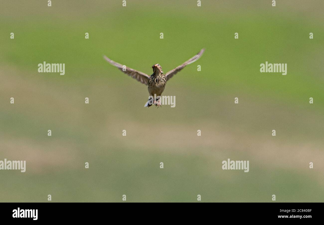 A Meadow pipit flying, Chipping, Preston, Lancashire, UK Stock Photo ...