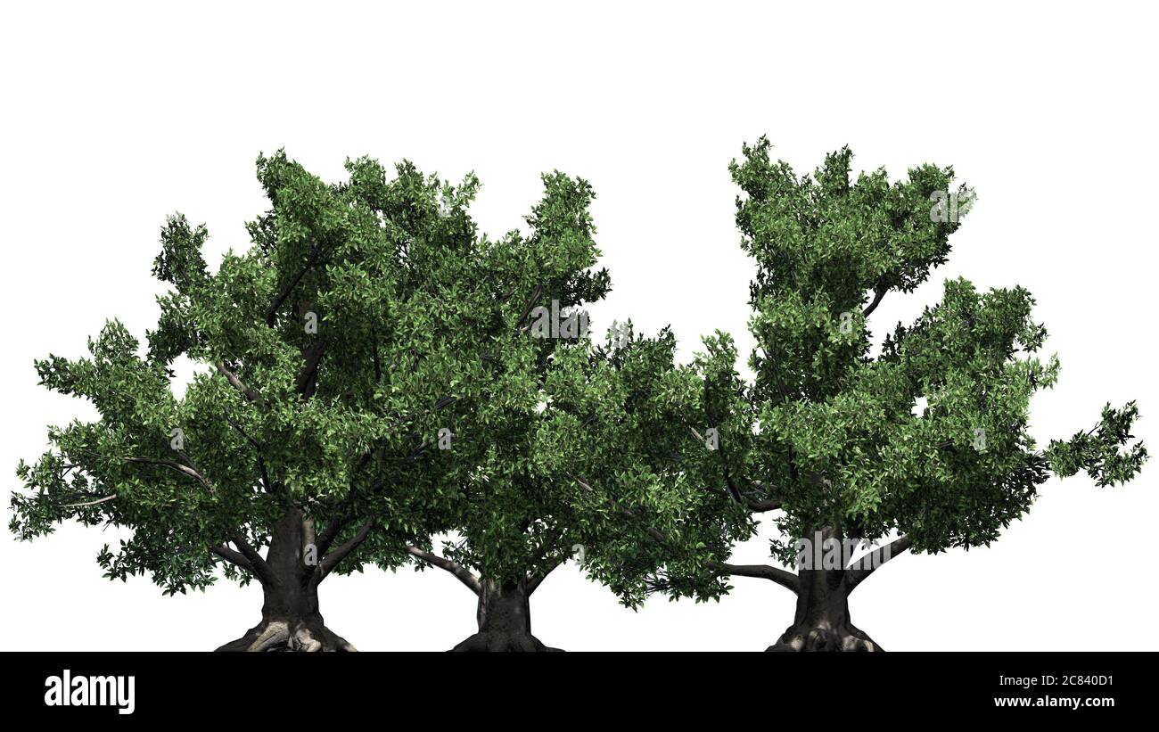 European beech trees - isolated on white background - 3D illustration ...