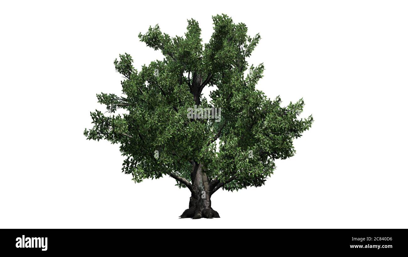 European beech tree in the summer - isolated on white background - 3D ...