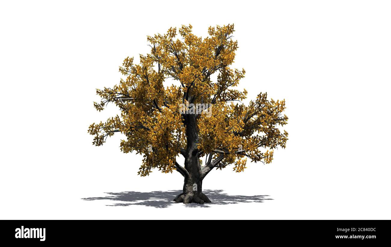 European beech tree in the autumn with shadow on the floor - isolated ...