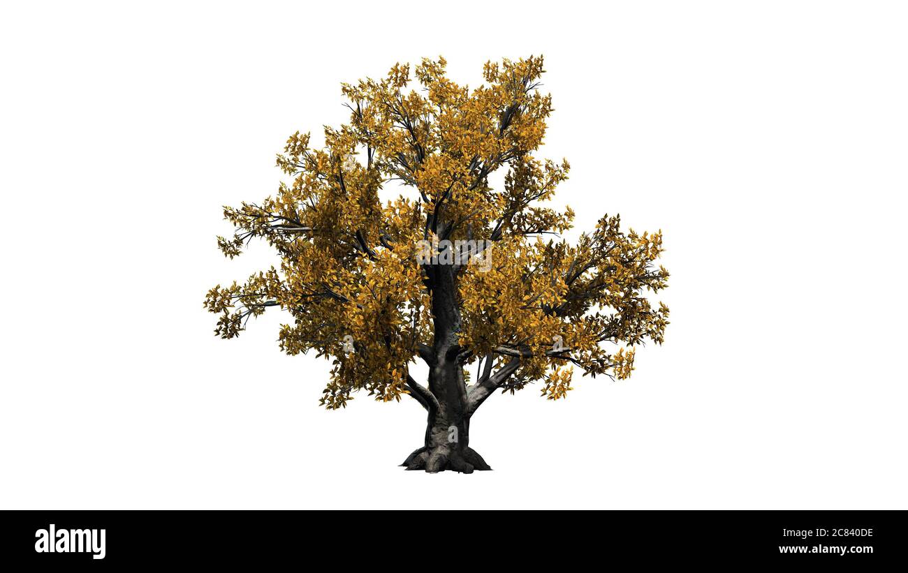 European beech tree in the autumn - isolated on white background - 3D ...