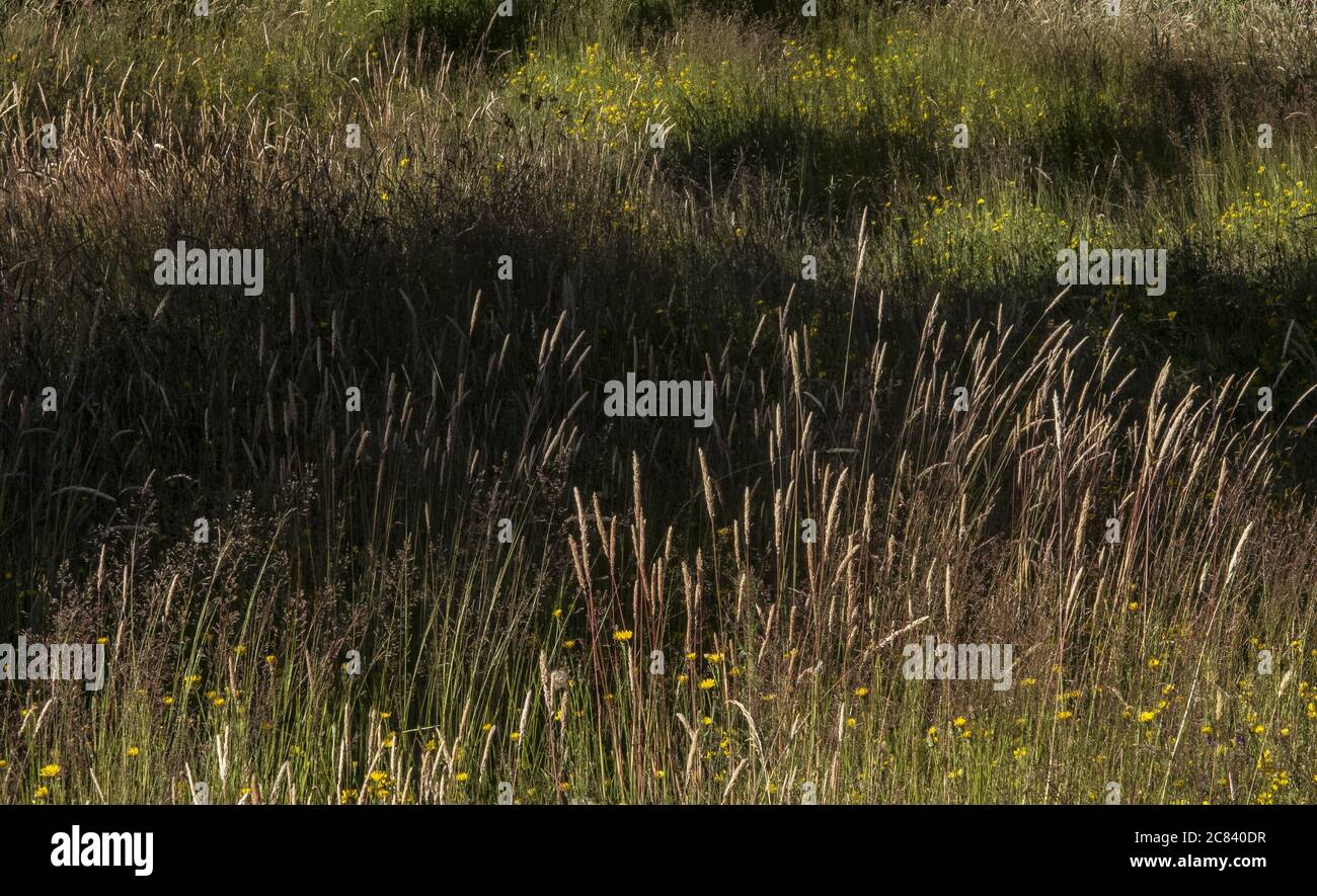 Meadow bluegrass hi-res stock photography and images - Alamy