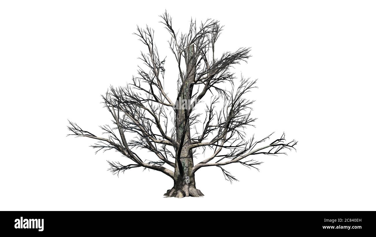 European beech tree in the winter - isolated on white background - 3D ...