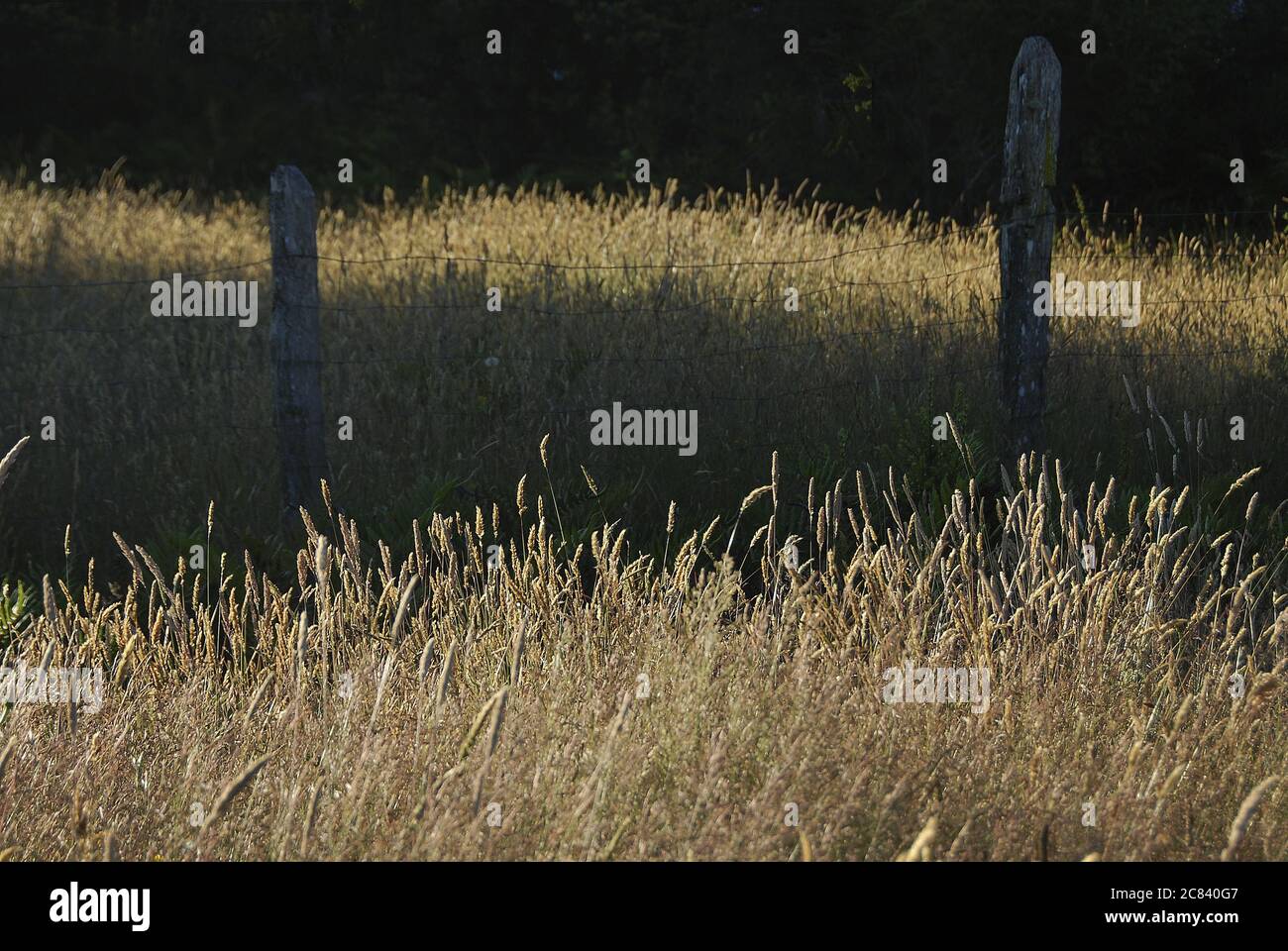 Meadow bluegrass hi-res stock photography and images - Alamy