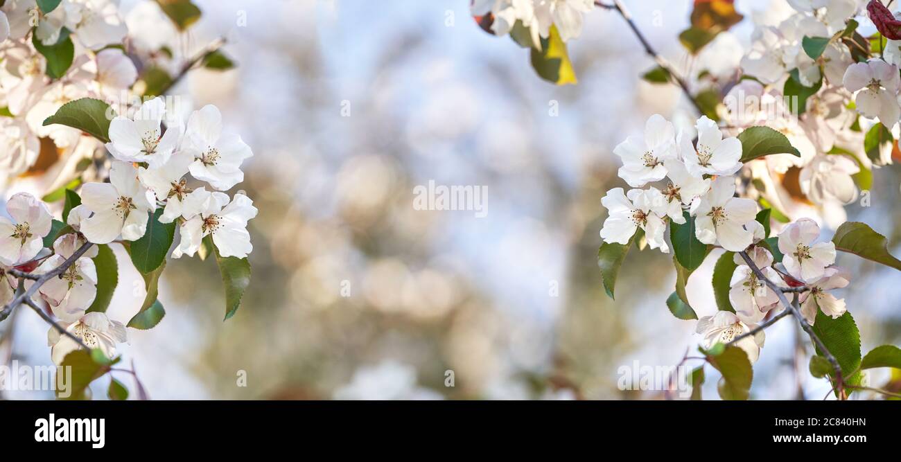 Apple tree floral. Bright summer background. Spring white fruit flowers ...