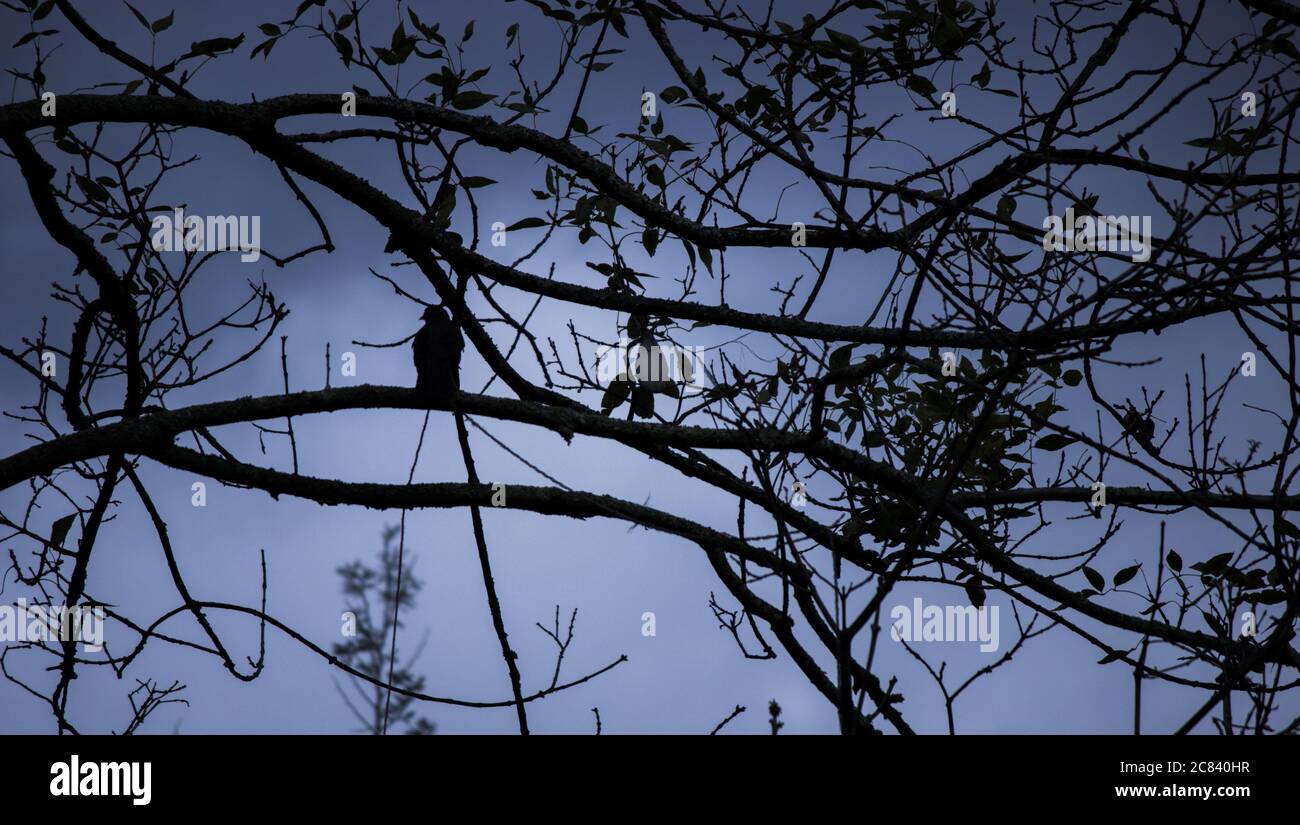 Natural scene of tree branches and bird silhouette on background of a ...