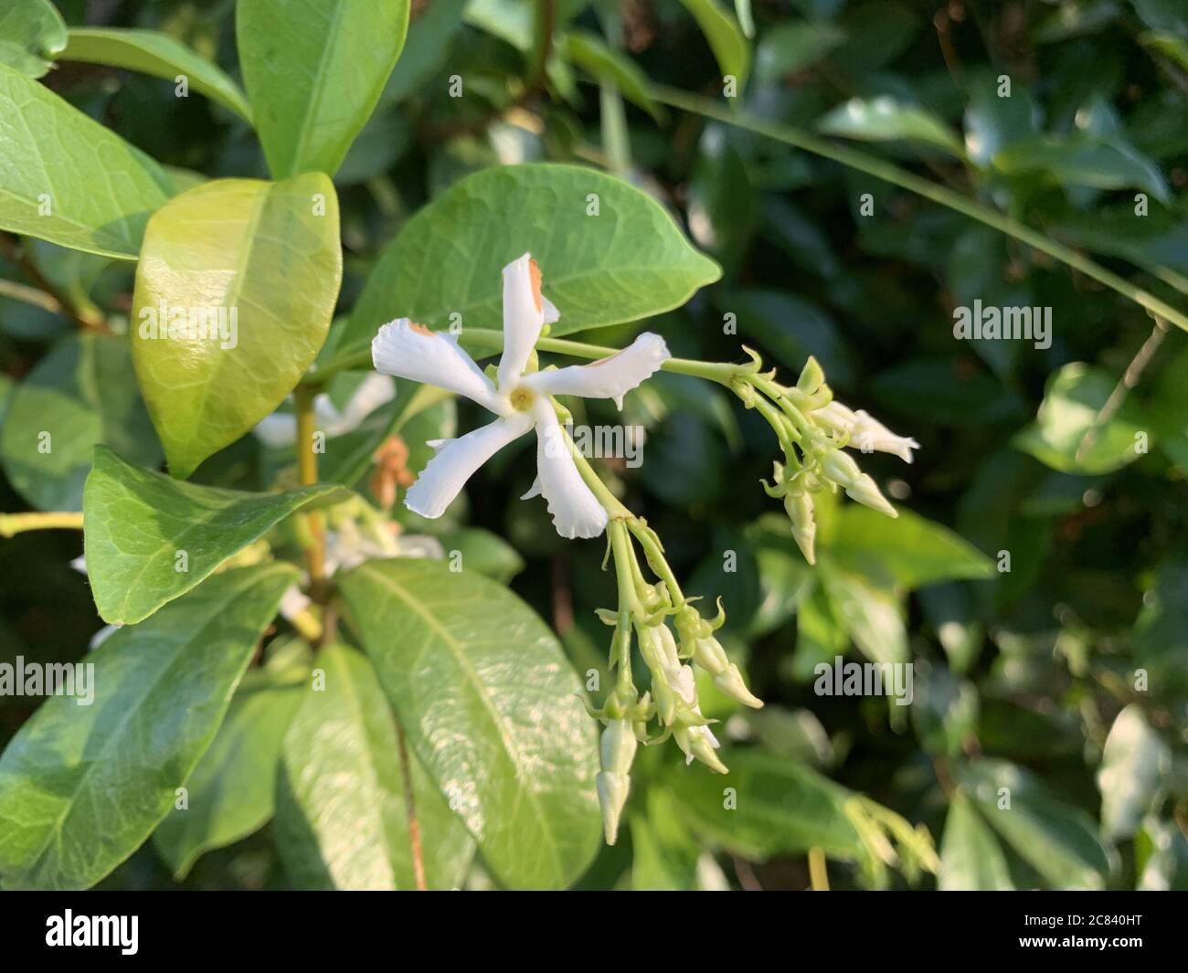 White star jasmine petals hi-res stock photography and images - Alamy