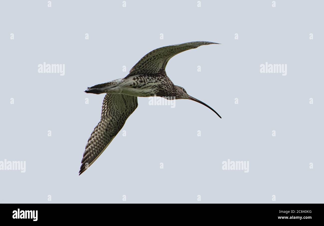 Flying Curlew Uk High Resolution Stock Photography and Images - Alamy