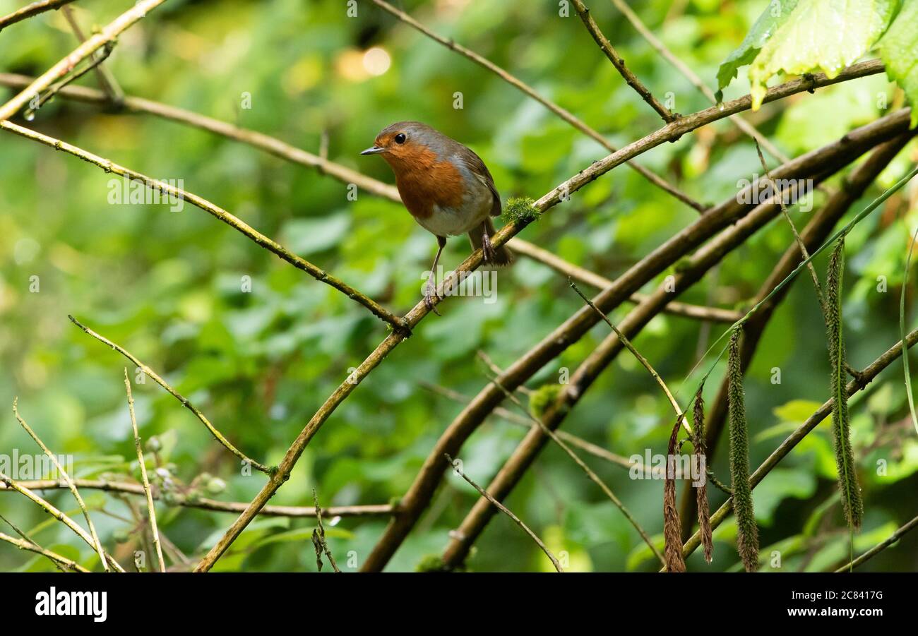 Robin wild hi-res stock photography and images - Alamy