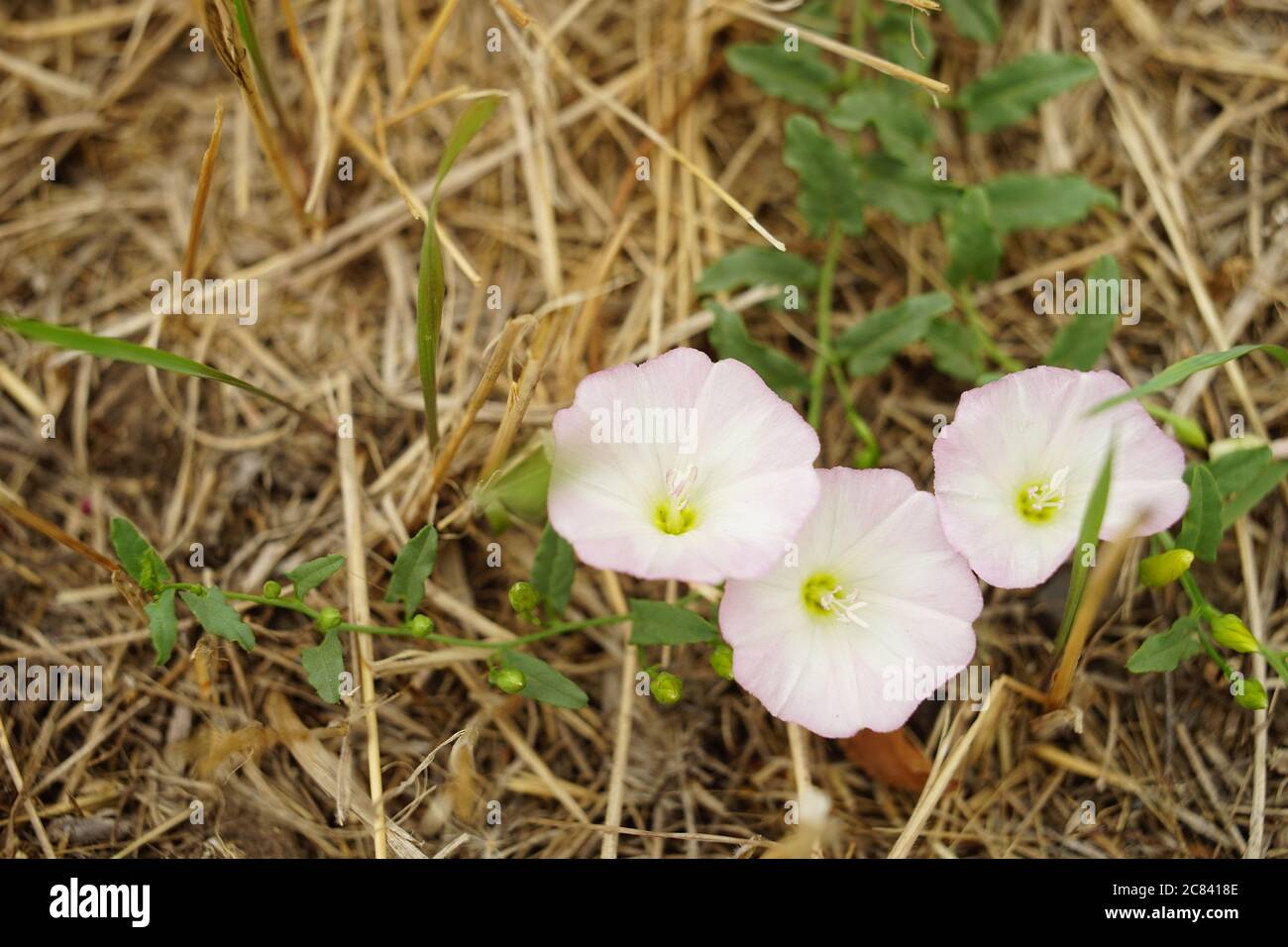 Three small pink flowers grow in the garden Stock Photo - Alamy