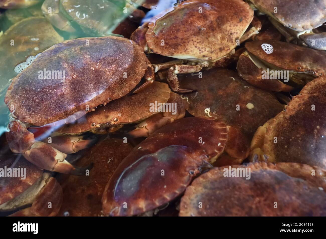 Live crabs in a water tank for sale in a coastal restaurant, Portugal ...