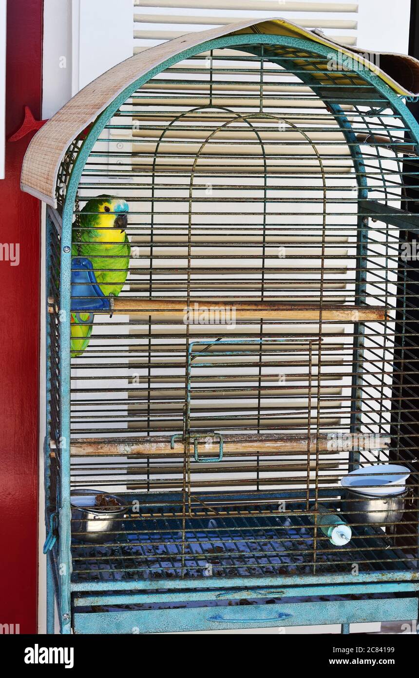Small parrot in a cage. Costa Nova, Beira Litoral, Portugal, Europe ...
