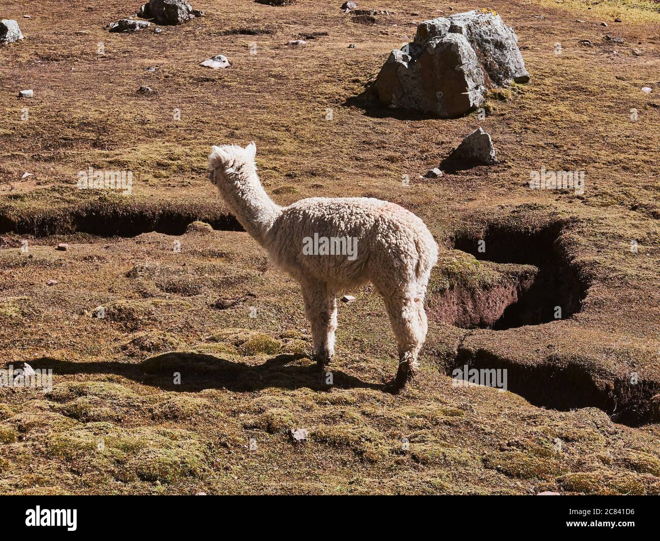 Breathtaking view of an adorable lama in the Ausangate mountain in Peru ...