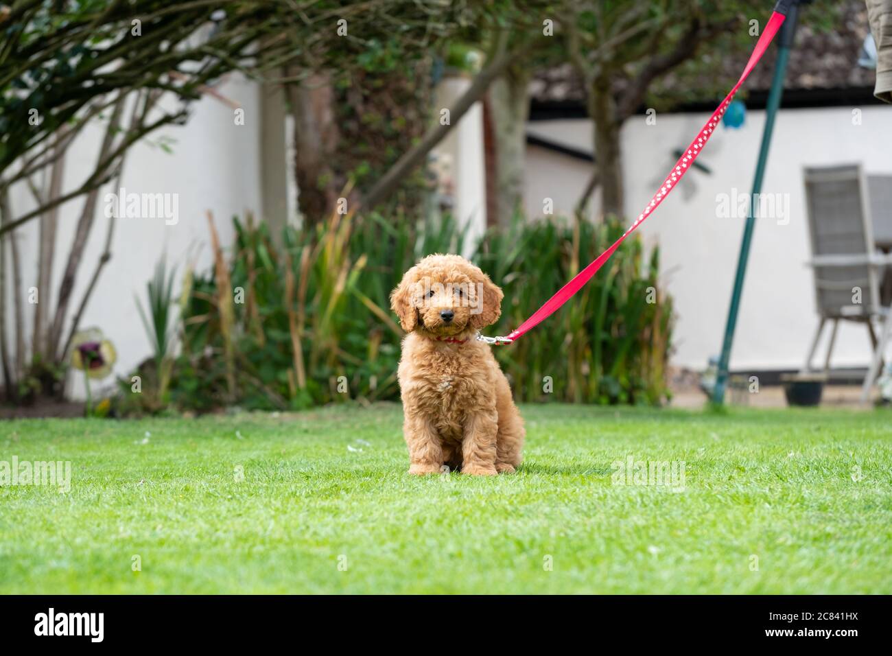 Mini poodle puppy seen sitting to attention on a private lawn area. She ...