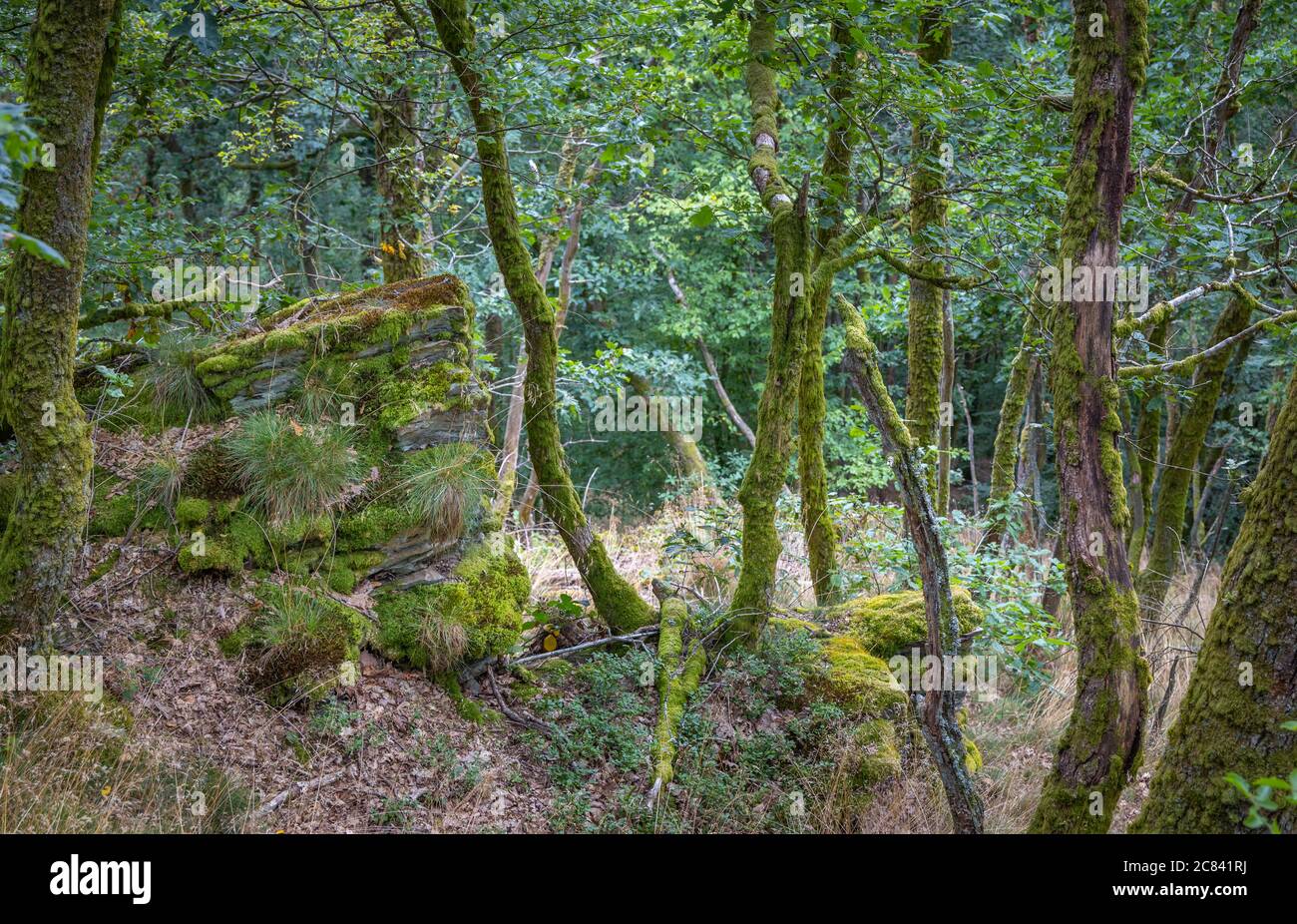Old forest in the Belgian Ardennes in the region of Bouillon during ...