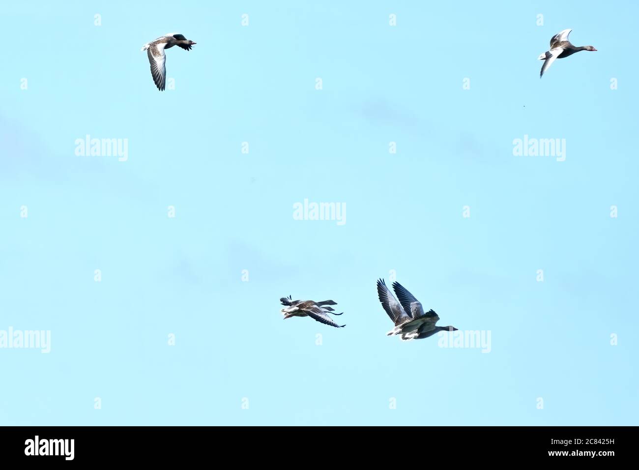 A group of gray geese, dark gray-brown goose, flying against a fresh ...