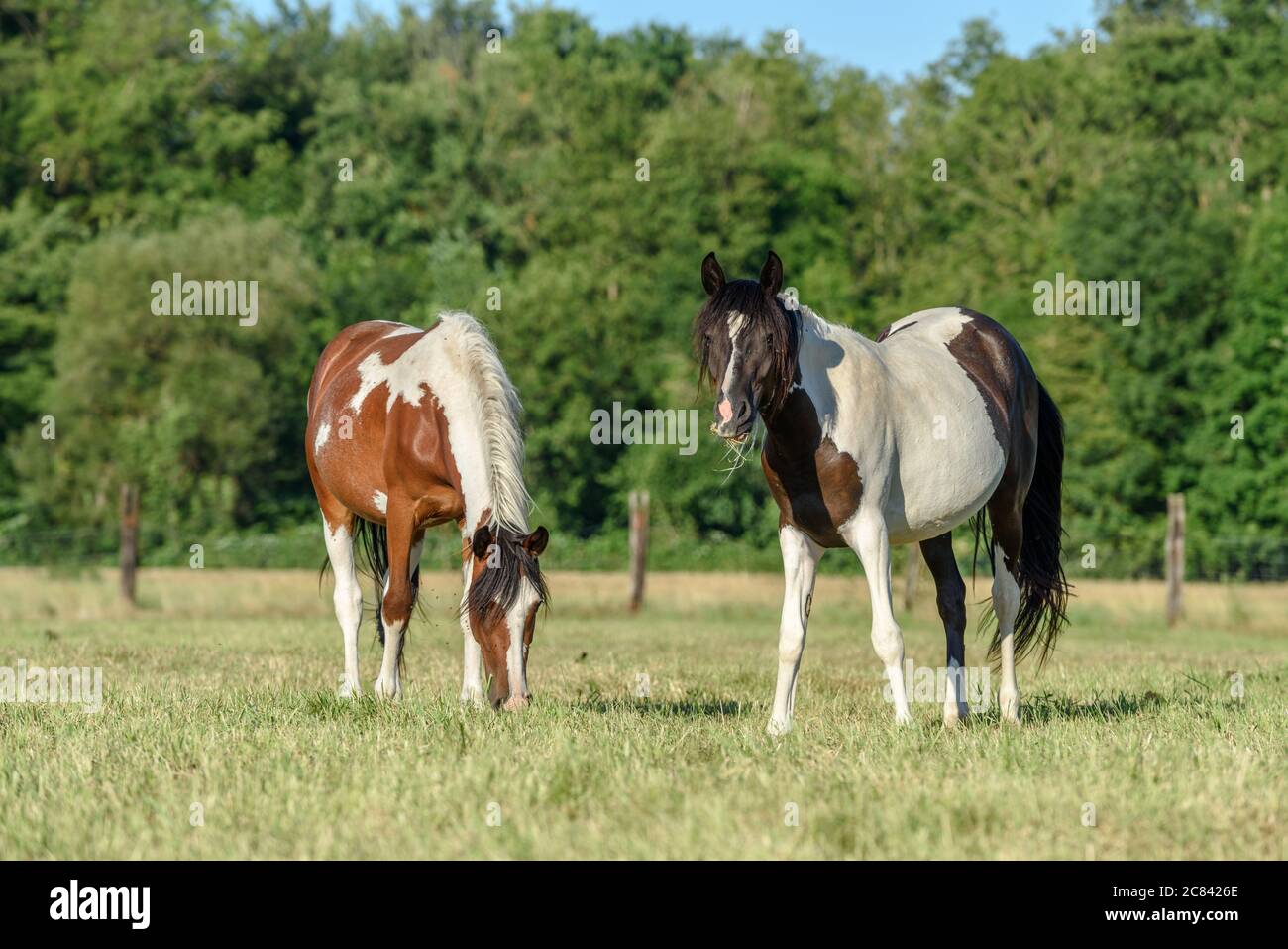Ponies in a pasture in the French countryside Stock Photo - Alamy