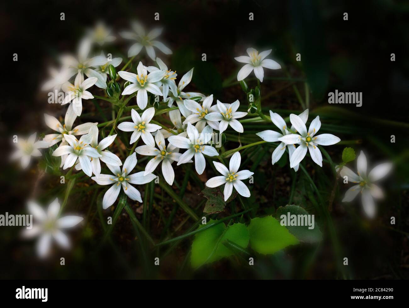 Flower chicken milk Stock Photo - Alamy