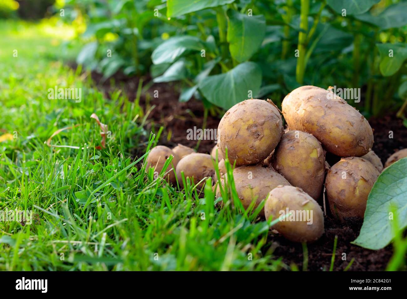 Raw potato on a bed. Natural vegetable fresh agriculture food Stock ...