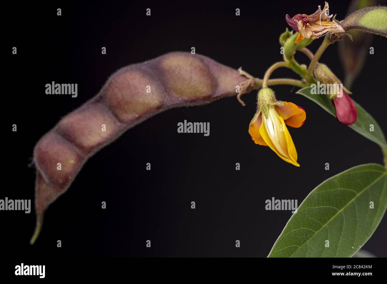 Pigeon pea plant. Low key studio still life of greenery herb Stock ...