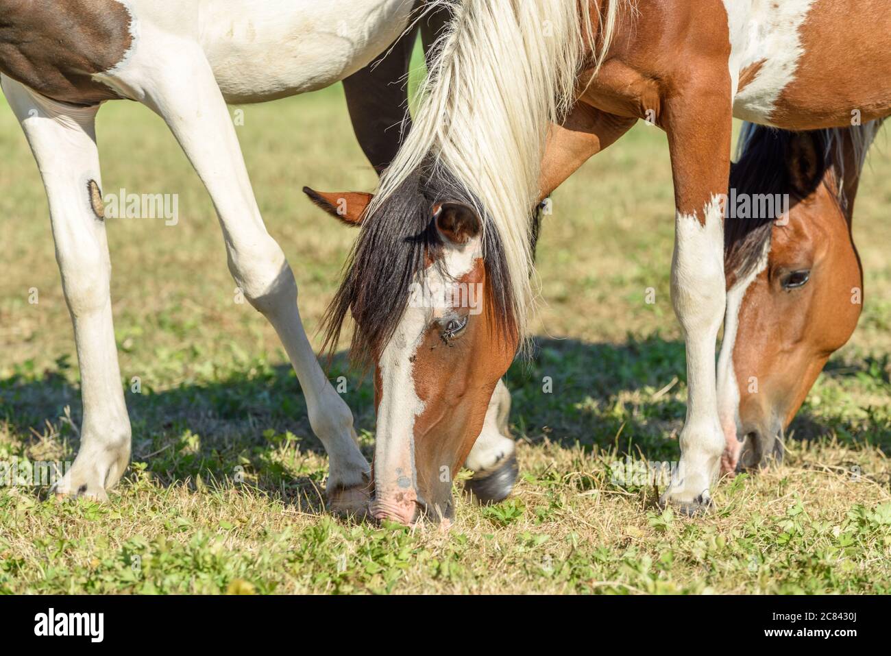 Ponies in a pasture in the French countryside Stock Photo - Alamy