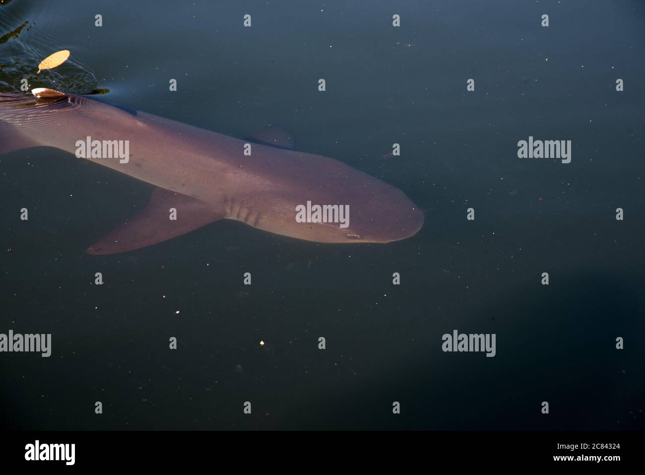 Shark turtle hi-res stock photography and images - Alamy