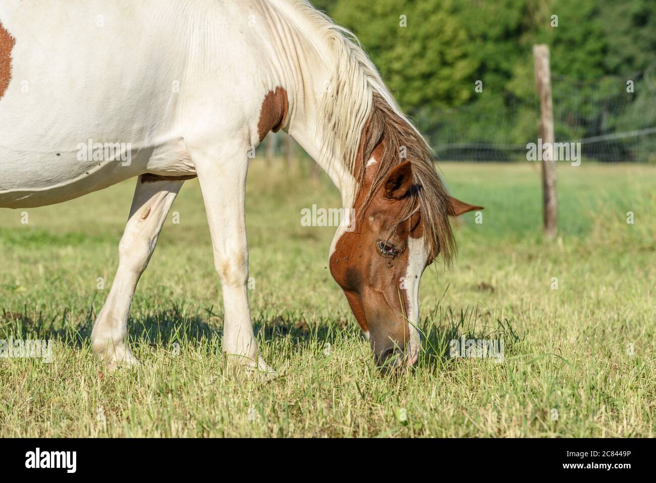 Ponies in a pasture in the French countryside Stock Photo - Alamy