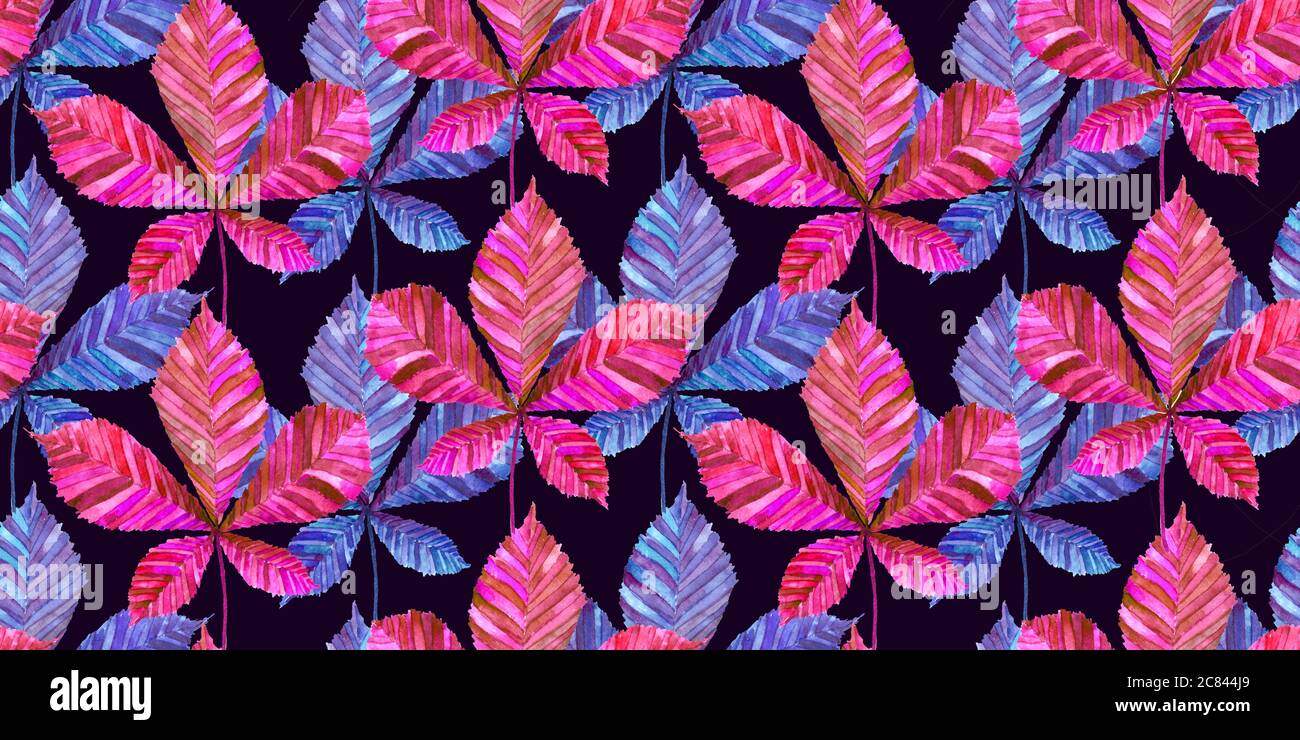 Pink and blue horse chestnut (Aesculus hippocastanum or conker tree ...