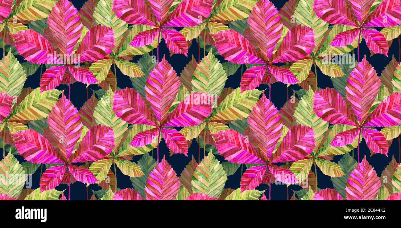 Pink and yellow-green horse chestnut (Aesculus hippocastanum or conker ...