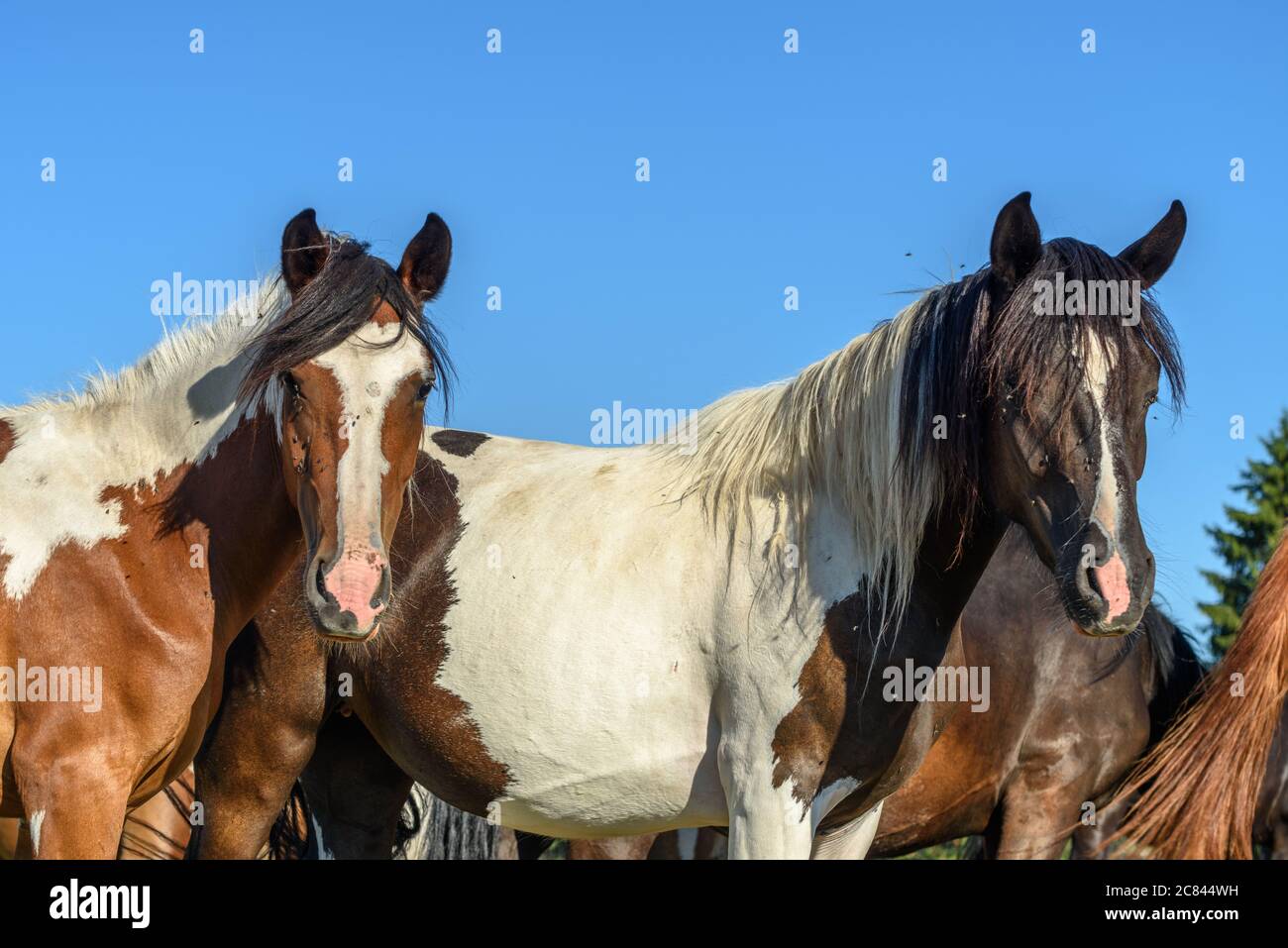 Ponies in a pasture in the French countryside Stock Photo - Alamy