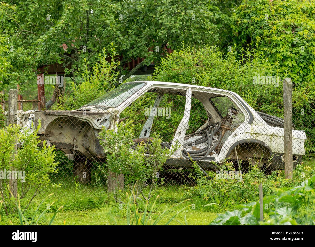 photo of an old car wreck in the garden, the car has grown in the hall ...