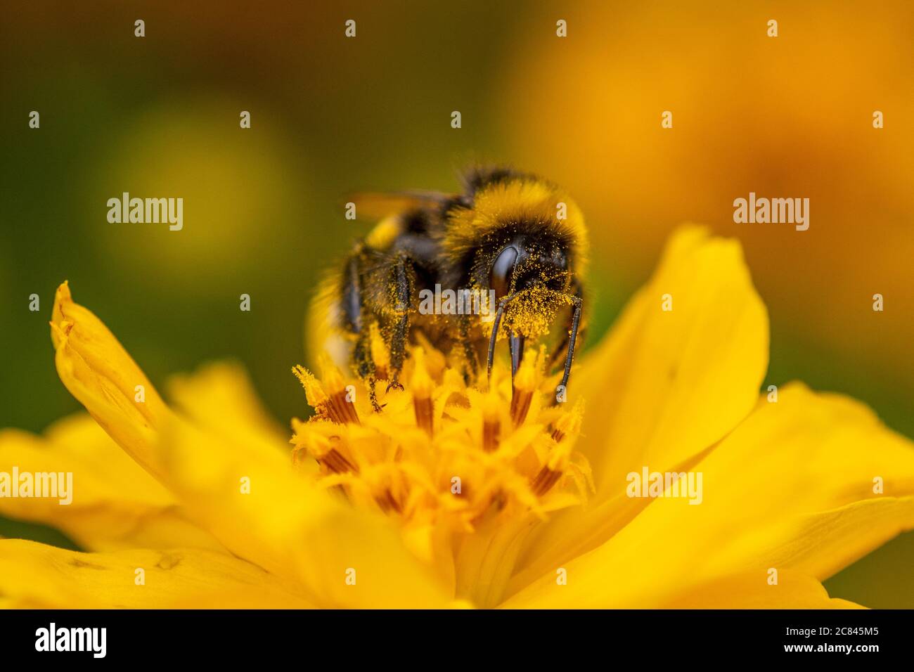 Bumble Bee And Flower High Resolution Stock Photography and Images - Alamy