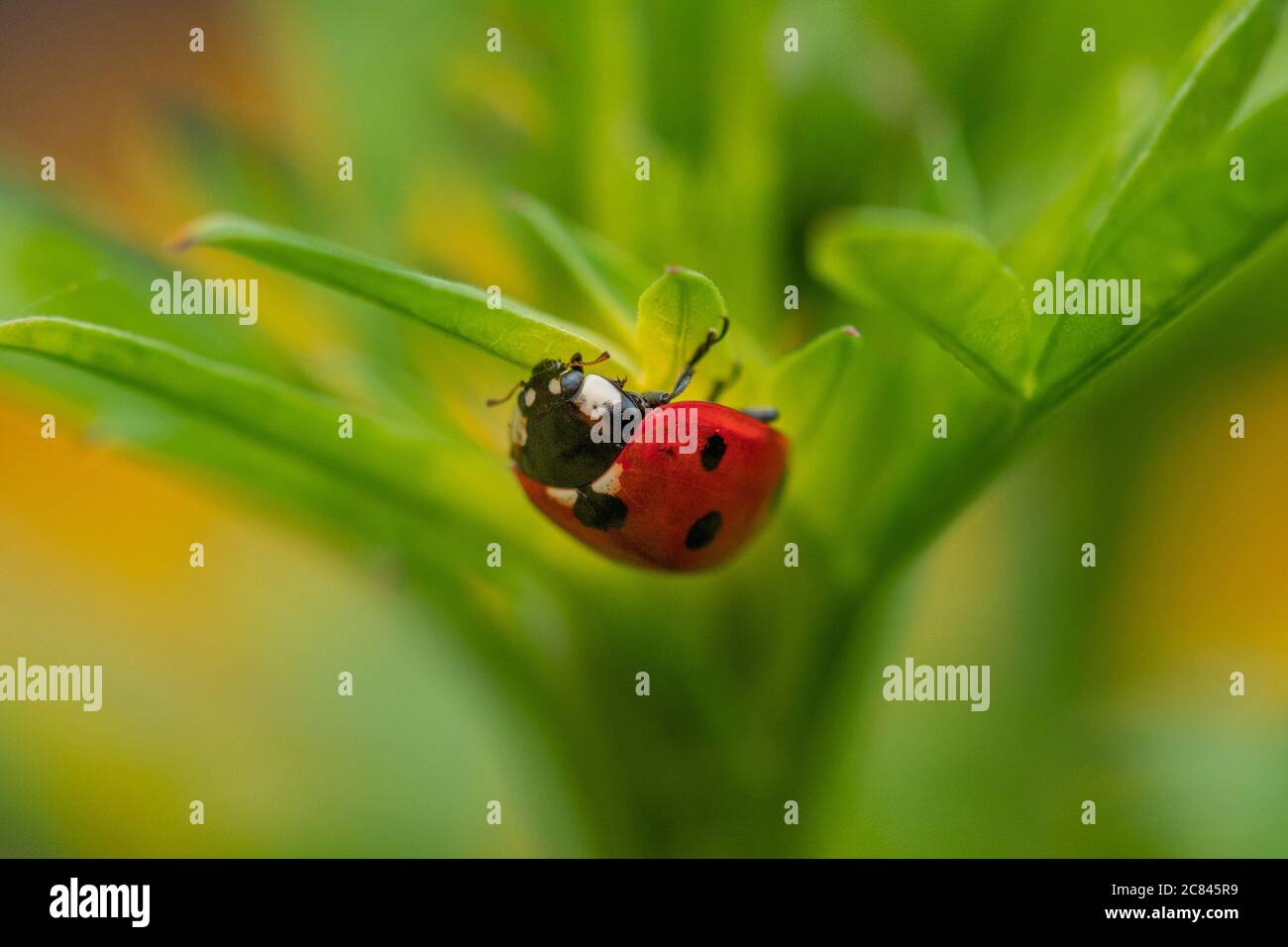 Sun ladybug hi-res stock photography and images - Alamy